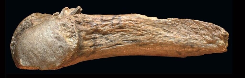 Research team identifies oldest bone spear point In the Americas ...