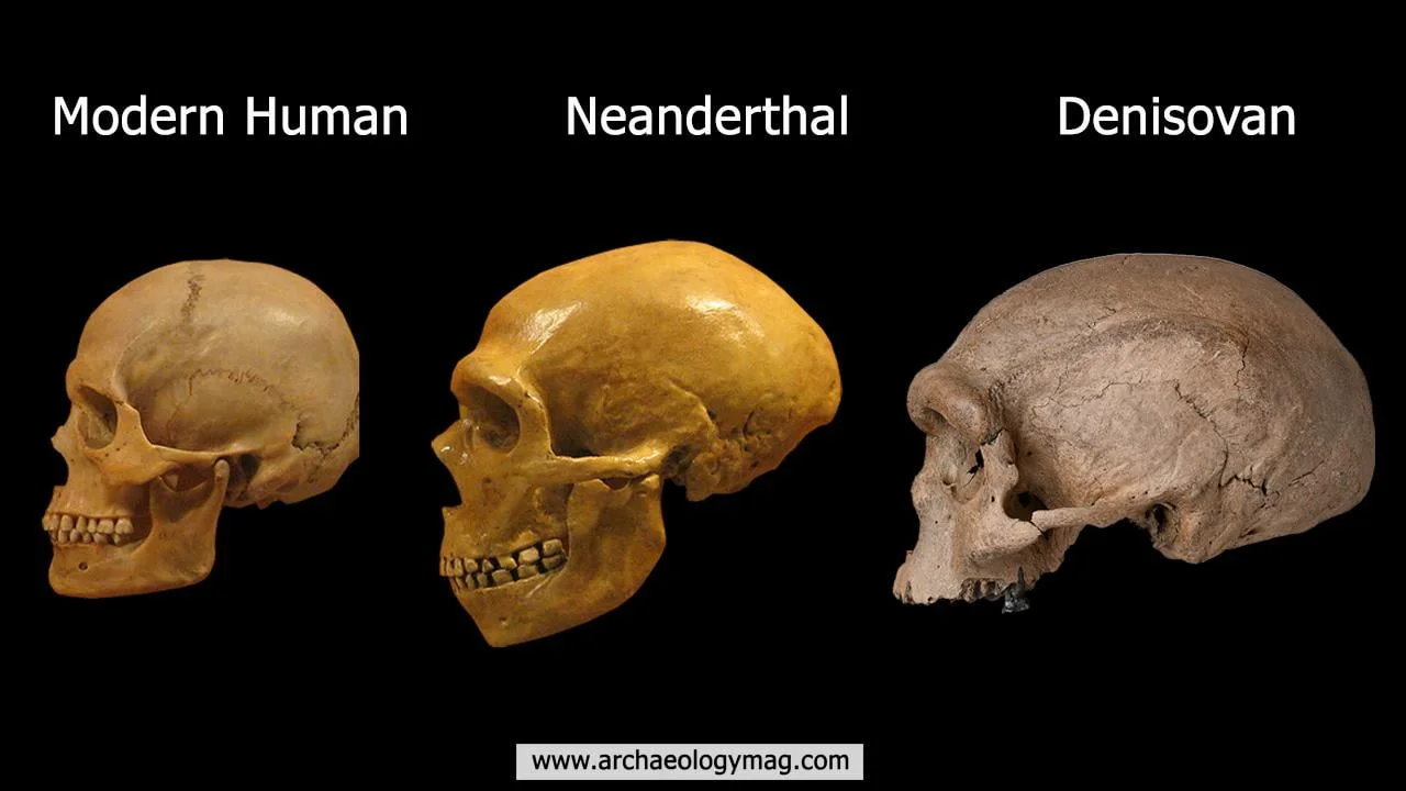 The Evolution Of Neanderthals Over The Last 100 Years