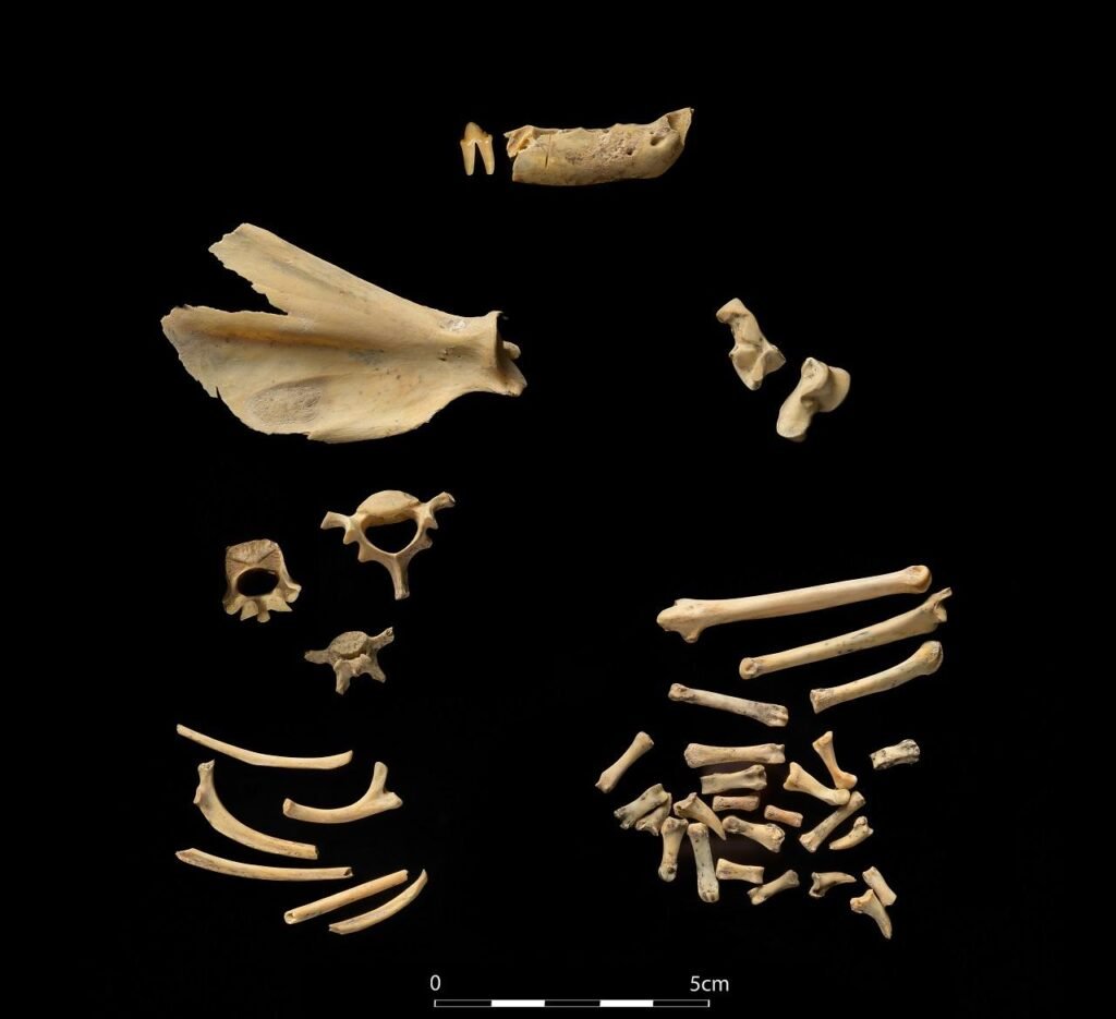 5,500-year-old wildcat found in Glencurran Cave rewrites Ireland’s ...
