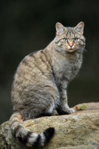 5,500-year-old wildcat found in Glencurran Cave rewrites Ireland’s ...