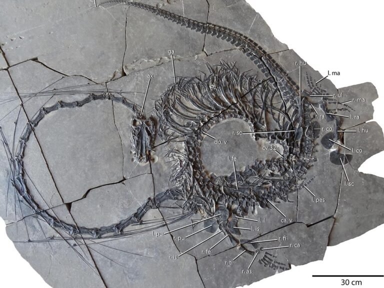 ‘Sue’, a 444-million-year-old fossil, reveals stunning soft tissue ...