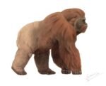 Mystery of the giant ape's extinction finally solved | Archaeology News ...