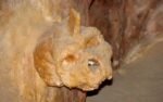Mystery hominin skull discovered in 1960 dated to at least 286,000 ...