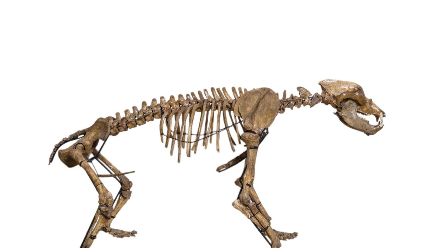 Ancient humans were skinning bears to wear their fur at least 320,000 ...