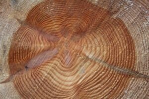 Chronometric Dating | Archaeology News Online Magazine