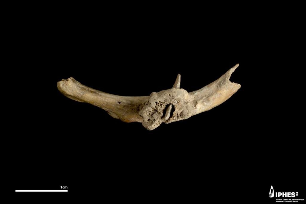 Prehistoric arrowhead embedded in human rib reveals ancient violence in ...