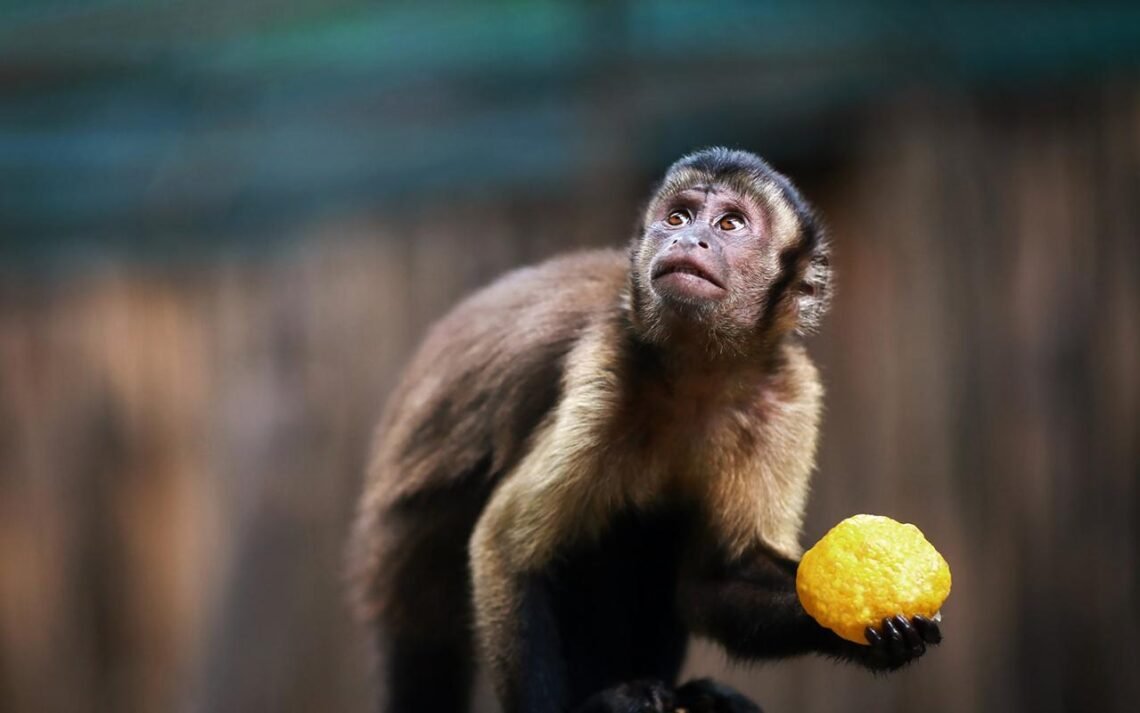 50,000-year-old stone tools were made by capuchin monkeys | Archaeology ...