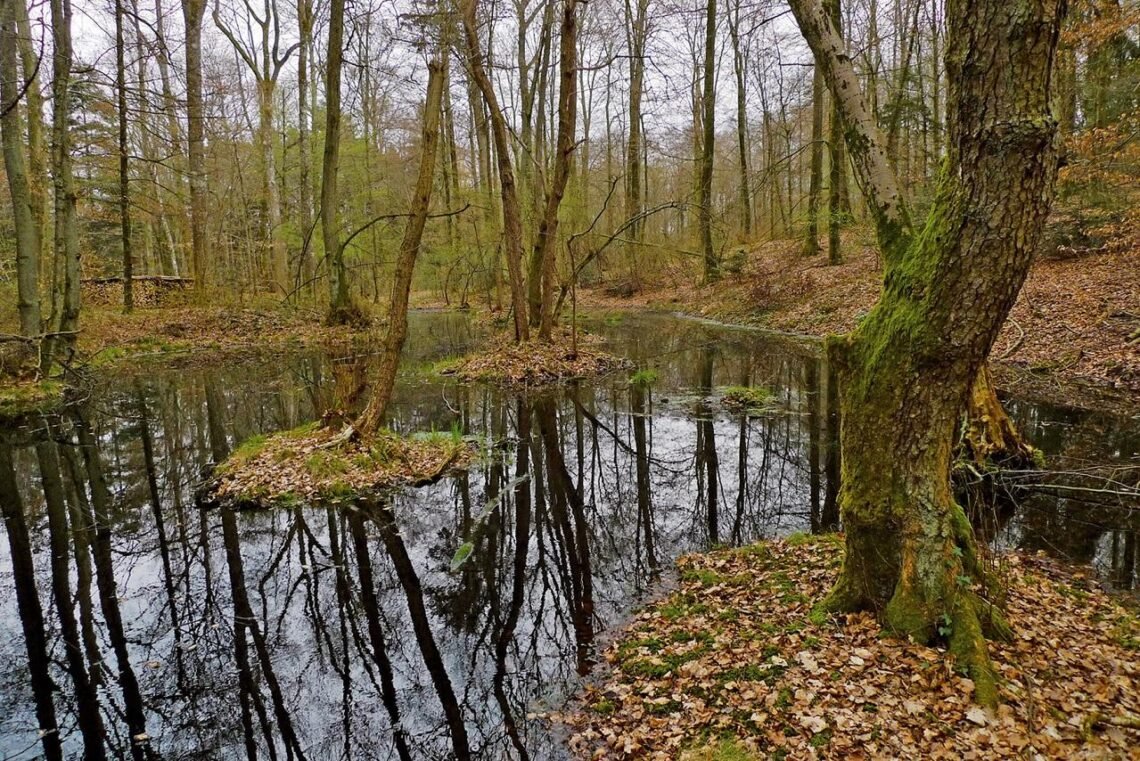 Rare Celtic gold coins found in Swiss bog may reveal ancient ritual ...