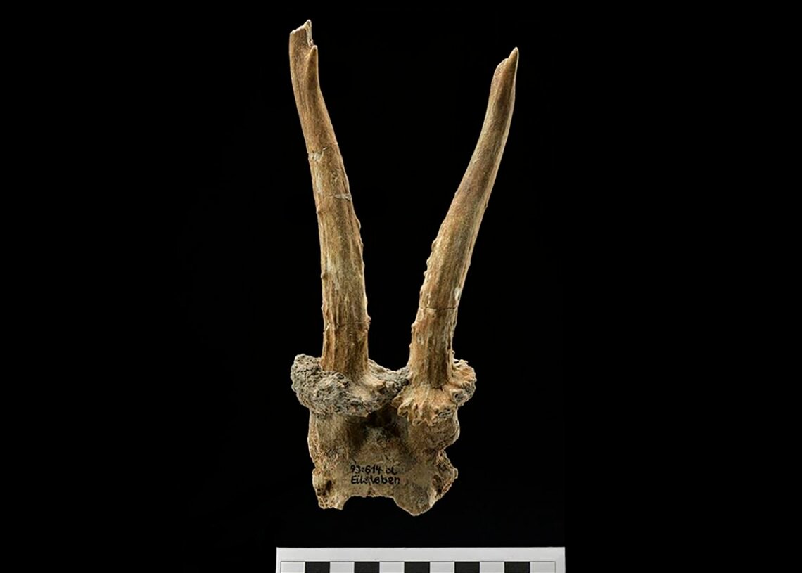 Ancient DNA study reveals Ötzi the Iceman’s unique ancestry and the ...