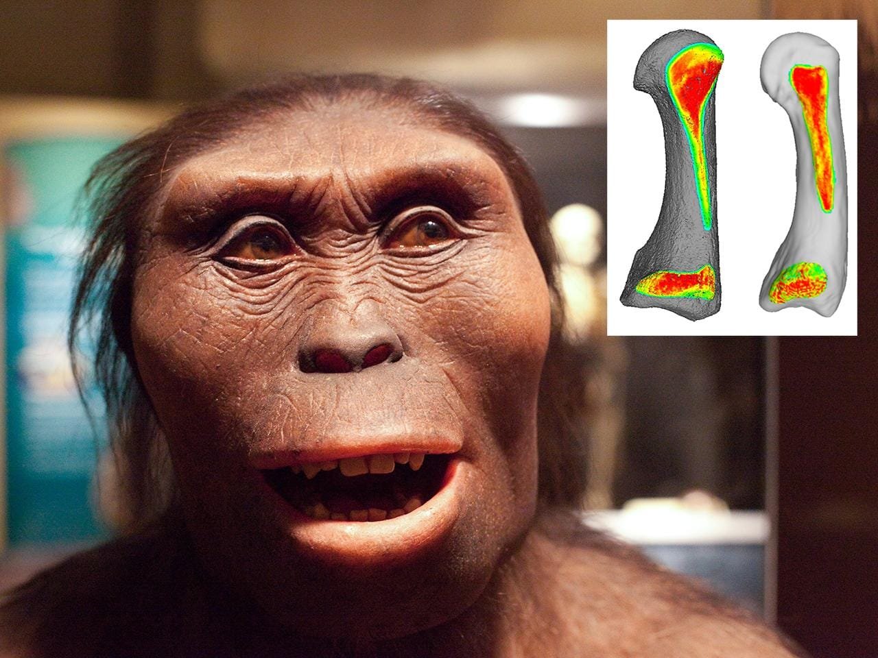 Study reveals Lucy and early hominins may have used tools 3.2 million ...