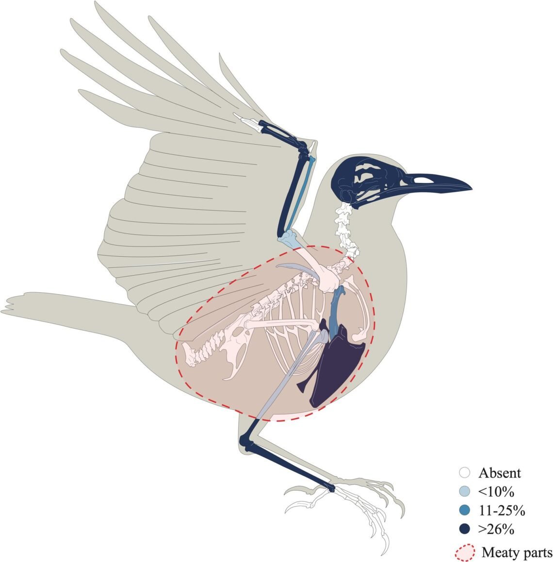 Fried thrushes were ancient Roman street food in Mallorca, not just an ...