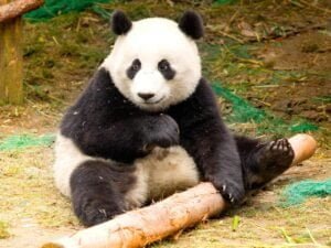 Giant panda skeleton unearthed in 2,000-year-old Chinese emperor’s tomb ...
