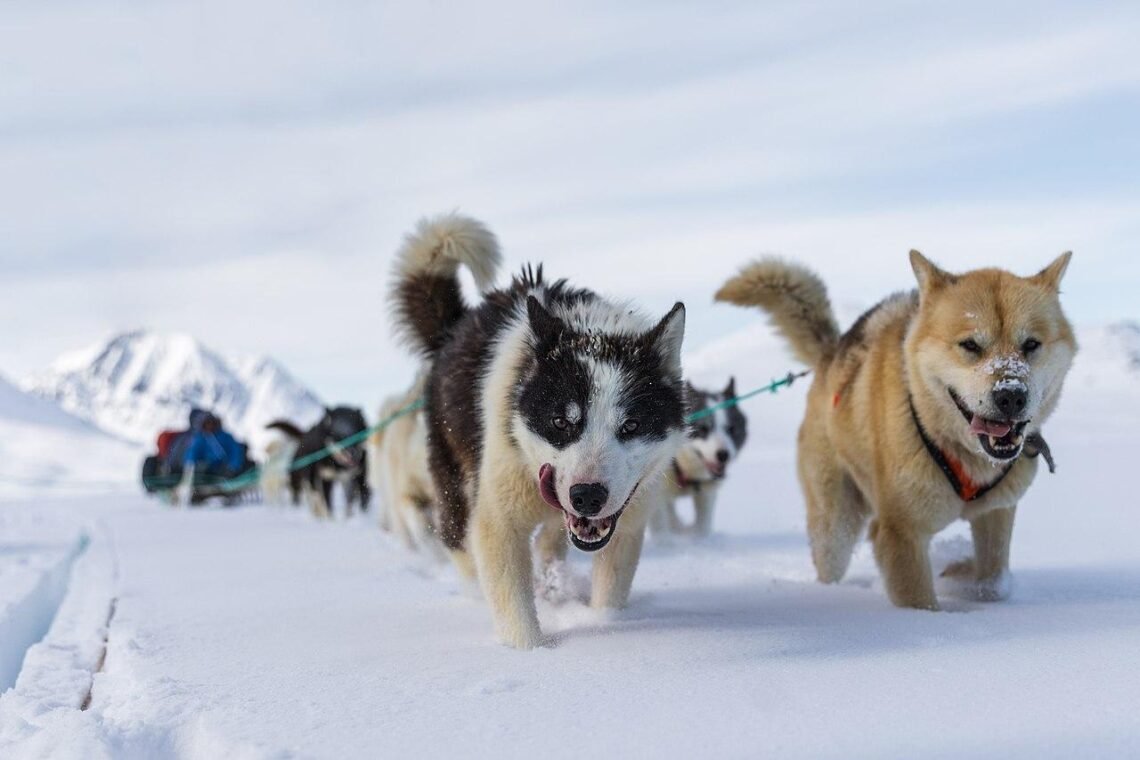 Greenland’s sled dog DNA reveals Inuit migration happened earlier than ...