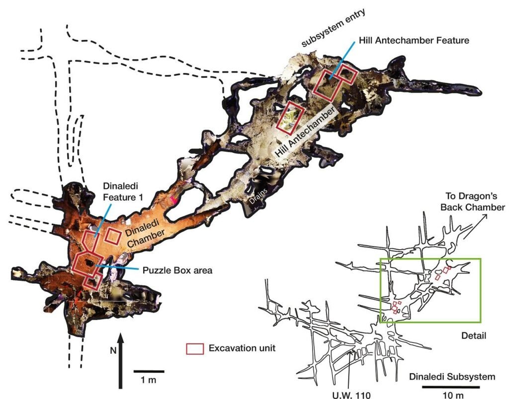 Evidence shows Homo naledi deliberately buried their dead | Archaeology ...