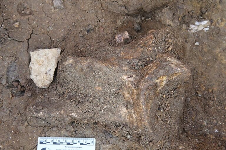 Ancient human relatives transported stones 2.6 million years ago ...