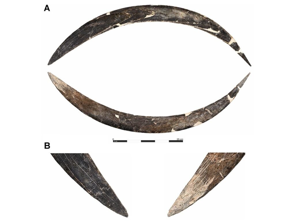 40,000-year-old mammoth tusk boomerang found in Poland may be the ...