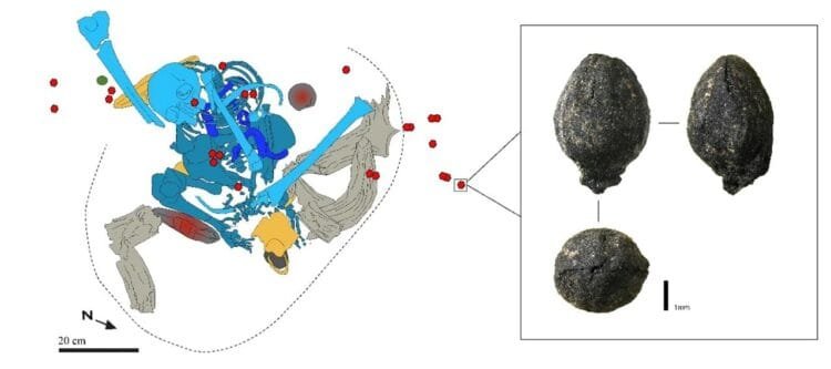 15,000-year-old evidence of medicinal plant use discovered in Morocco’s ...