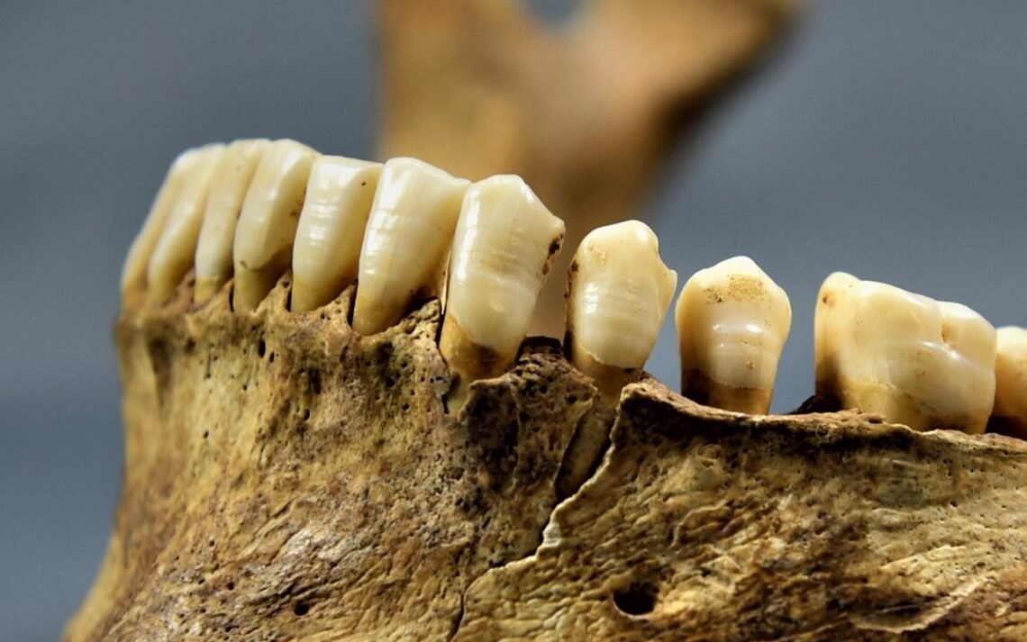 Medieval Bavarian teeth reveal about nutrition and migration ...