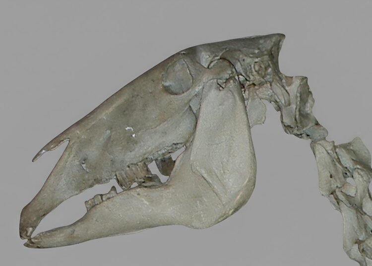 2,500-year-old Siberian mummy’s tattoos reveal Iron Age artistry and ...