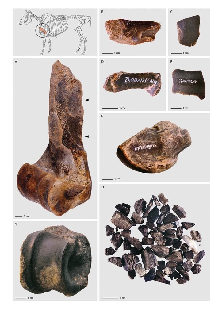 Neanderthals operated prehistoric “fat factory” 125,000 years ago on ...