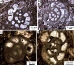 New research reveals oldest tombstone in the US came from Belgium ...