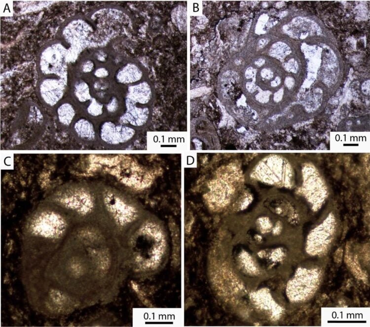 New research reveals oldest tombstone in the US came from Belgium ...