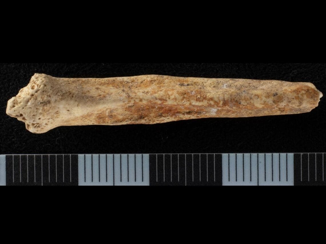 First-ever painted dog penis bone discovered in a Roman ritual shaft in ...