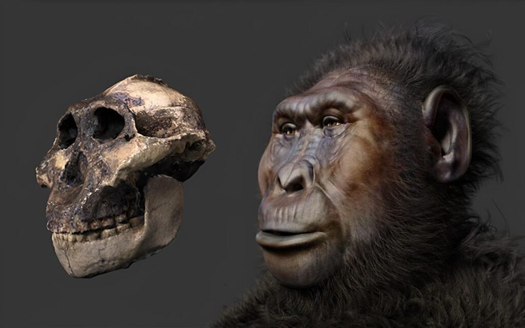 Ancient hominin Paranthropus boisei had human-like grip and may have ...