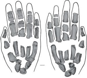 Ancient hominin Paranthropus boisei had human-like grip and may have ...