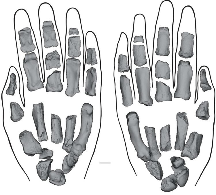 Ancient hominin Paranthropus boisei had human-like grip and may have ...