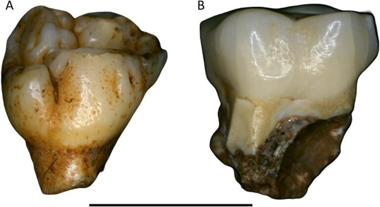 Mysterious pits on 2-million-year-old fossil teeth unlock clues to ...