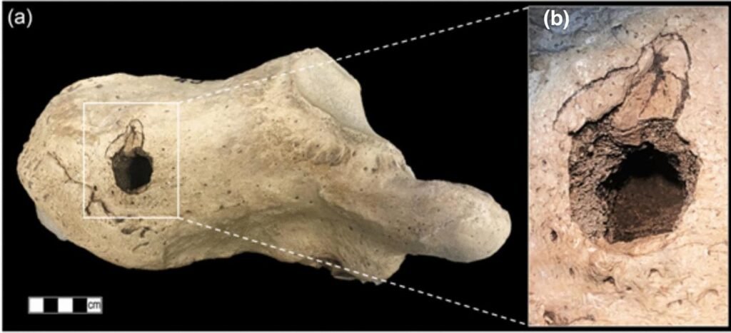 Ancient sloth bone from Uruguay shows signs of possible human-inflicted ...