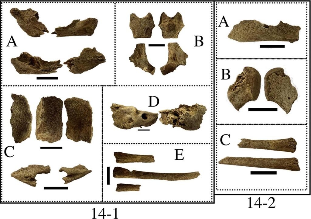 Roman burial of infant twins in Croatia linked to lead poisoning ...