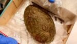 Unusual Viking woman’s burial in Norway reveals a mysterious ritual ...